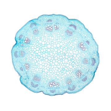Sunflower Stem, Helianthus Annuus, Cross Section, 8X Light Micrograph ...