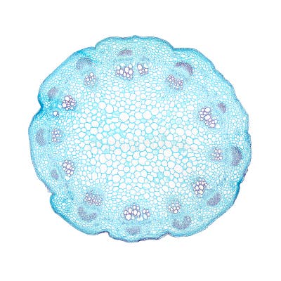 Sunflower Stem, Helianthus Annuus, Cross Section, 8X Light Micrograph ...