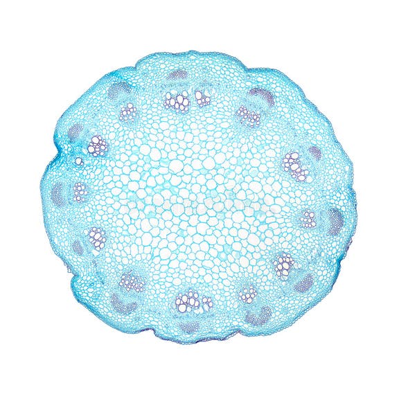 Sunflower Stem, Helianthus Annuus, Cross Section, 8X Light Micrograph ...