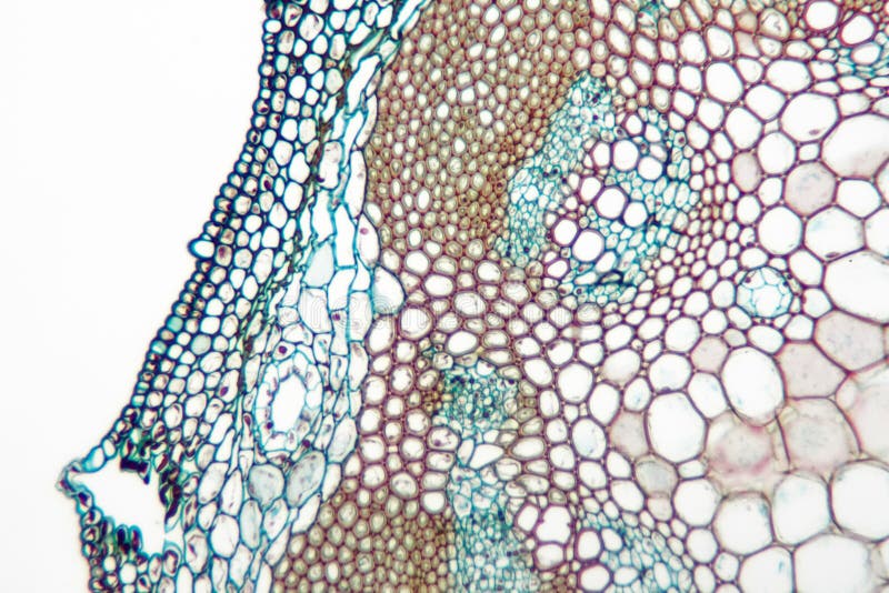 Sunflower stem stock image. Image of dicotyledon, botany - 173280501