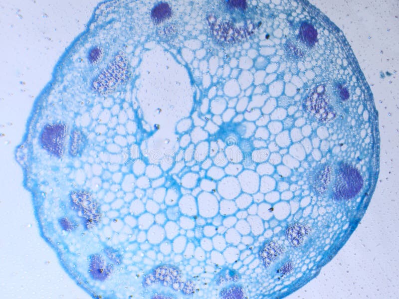 Rice Stem, Cross Section, High Power Stock Photo - Image of educational ...