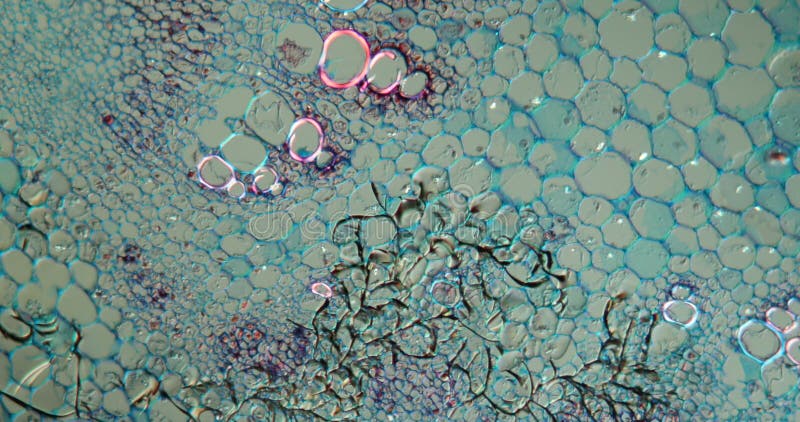 Sunflower Stem Transversely Stock Footage - Video of cells, thin: 205220034