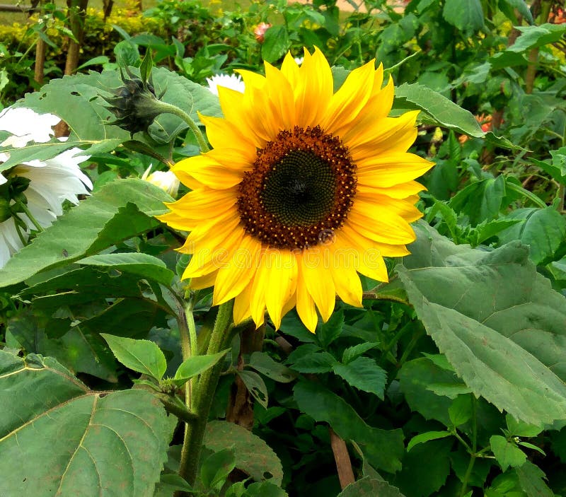 Sunflower stock image. Image of yellow, flowers, sunflowe - 289883885