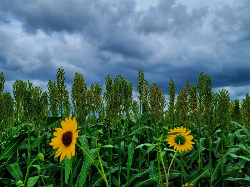 Sunflower in the Storm stock photo. Image of leaf, prairie - 238405424