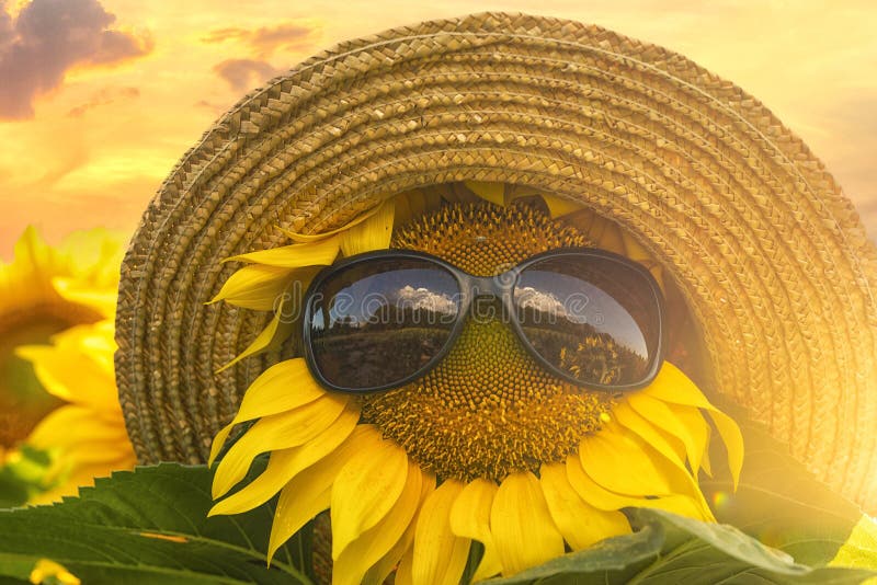 Sunflower in a Straw Hat and Sunglasses. Stock Image - Image of summer ...