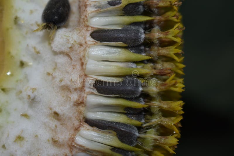 Sunflower structure stock image. Image of vegetables - 96045847