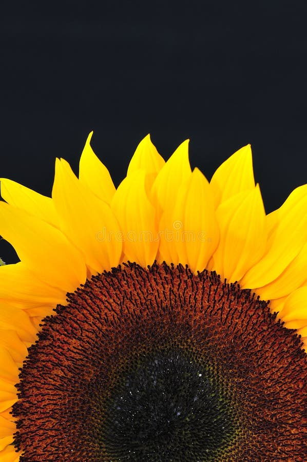 379 Zoom Sunflower Stock Photos - Free & Royalty-Free Stock Photos from ...