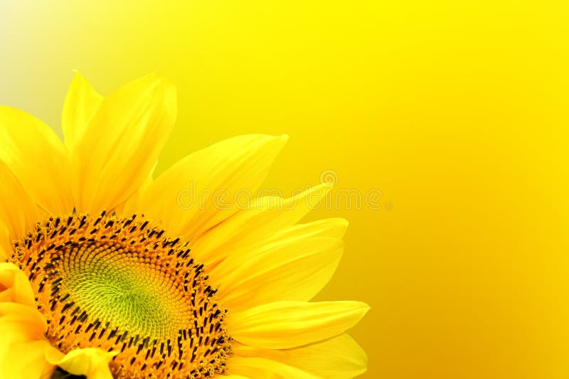 Sunflower stock photo. Image of beauty, flower, glow - 11916718