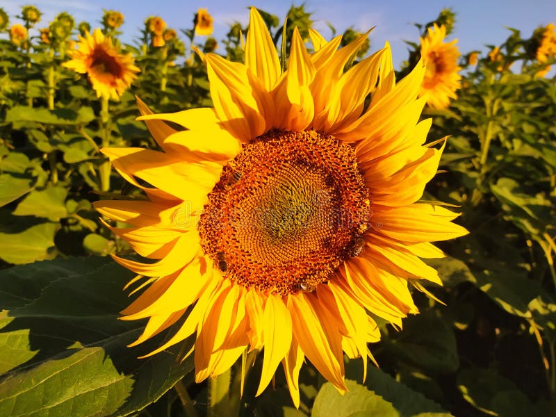 The Sunflower, Shining in the Morning Sun Stock Image - Image of crop ...