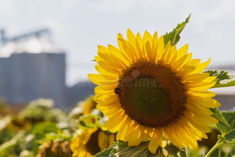 Sunflower in Summer. Selective Focus Stock Photo - Image of crop, flora ...