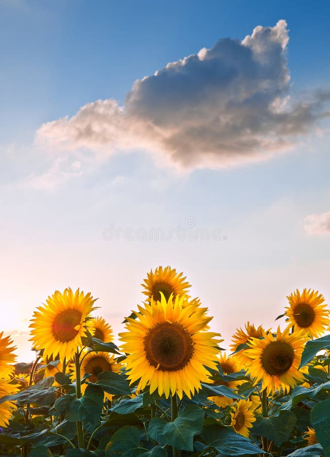 Sunflower Summer Sunset Landscape with Blue Skies Stock Photo - Image ...