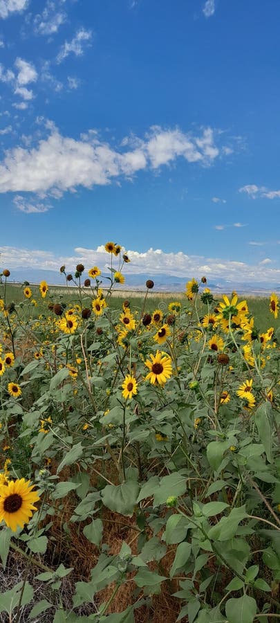 Sunflower Summertime Colorado Backroads Stock Photo - Image of back ...