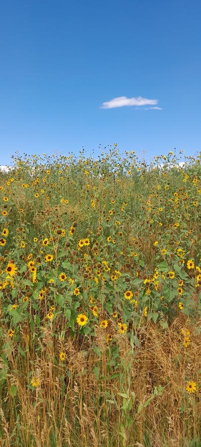 Sunflower Summertime Colorado Backroads Stock Image - Image of scenic ...