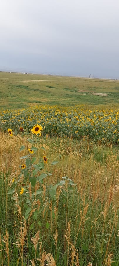 Sunflower Summertime Colorado Backroads Stock Photo - Image of colorado ...