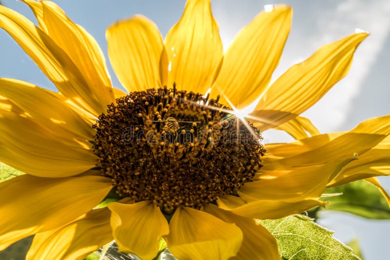 Sunflower with a sun burst stock image. Image of leaves - 76426419