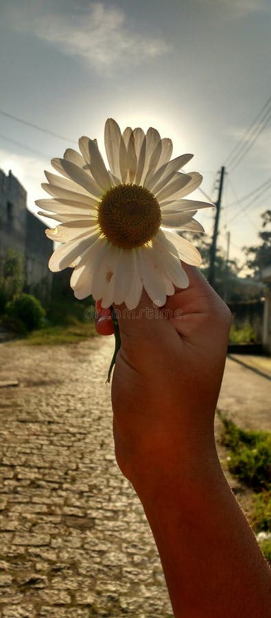 Sunflower through the sun stock image. Image of deciduous - 186764265