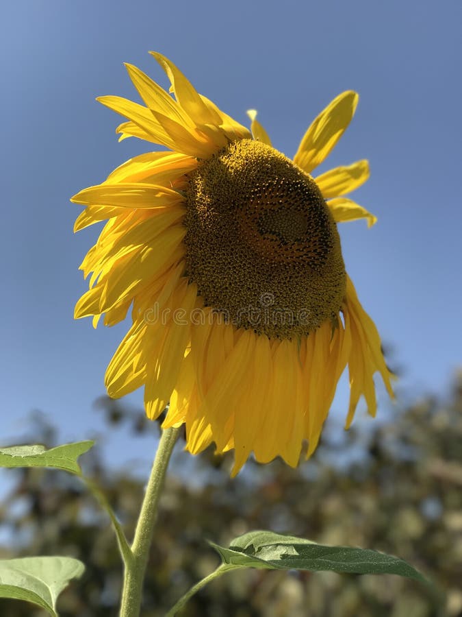 Sunflower stock image. Image of plant, burst, garden - 99975813