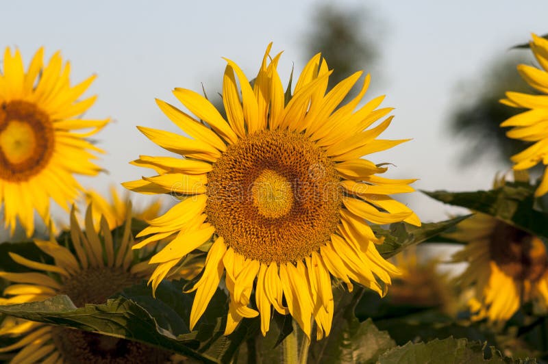 Sunflower stock image. Image of crop, seed, space, spring - 33227043