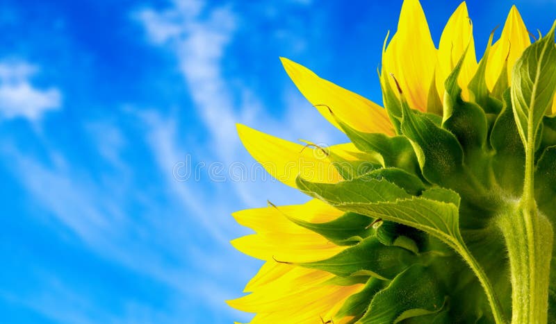 Sunflower, Sun, Single Flower Stock Photo - Image of cultivated, plant ...