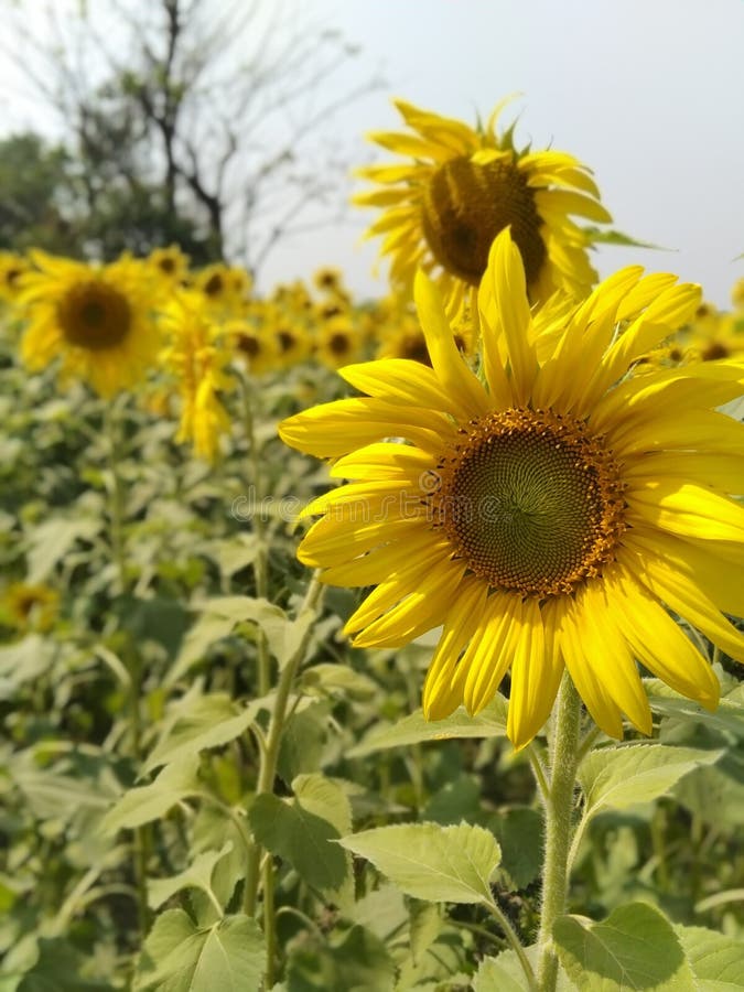 Sunflower stock photo. Image of flowers, sunday, sunny - 184512930