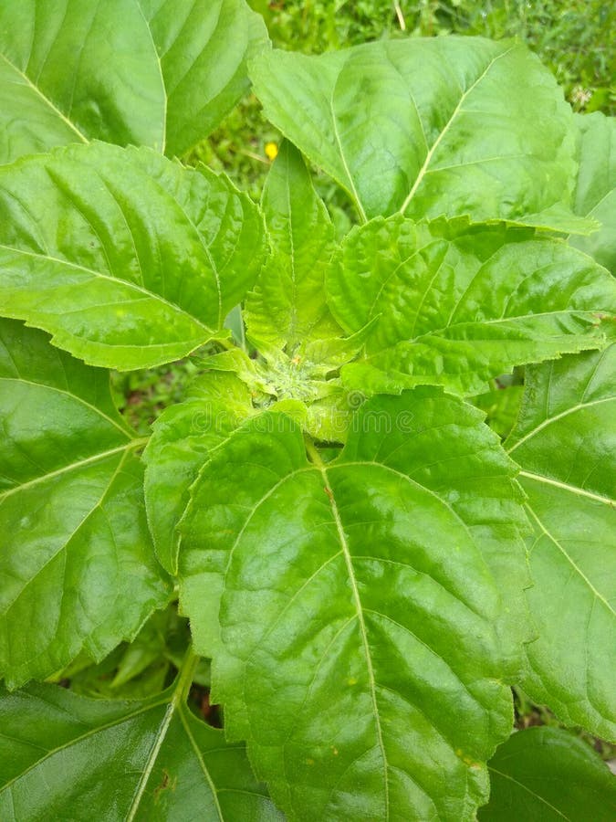 Sunflower stock image. Image of plant, tree, herb, wildflower - 251884325
