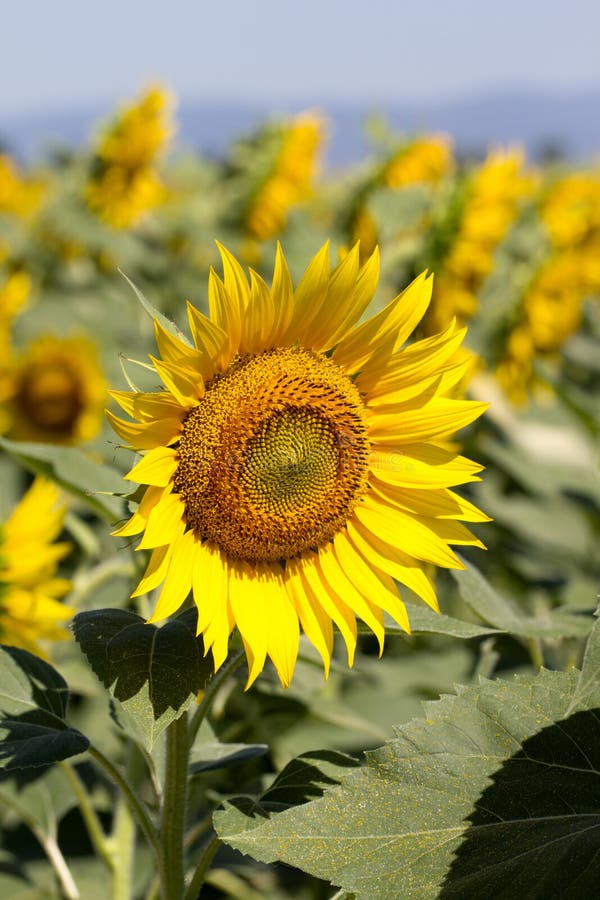 Sunflower stock photo. Image of summer, field, abundance - 36871484
