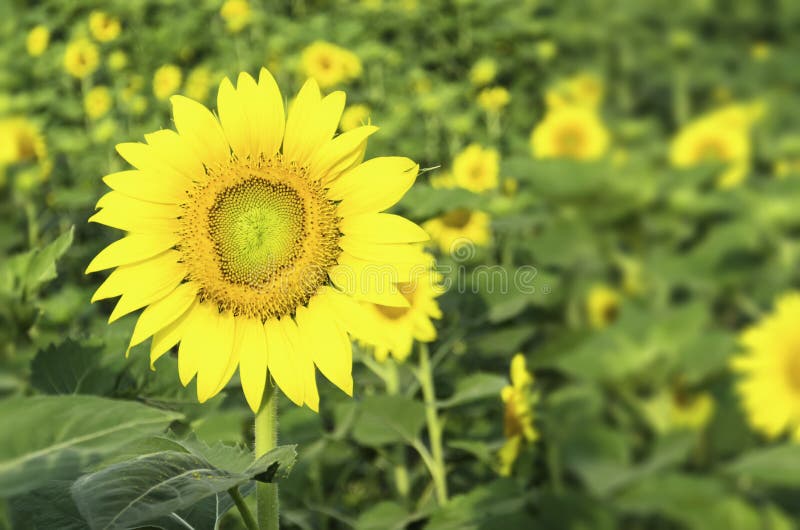 Sunflower stock image. Image of landscape, field, country - 31167491