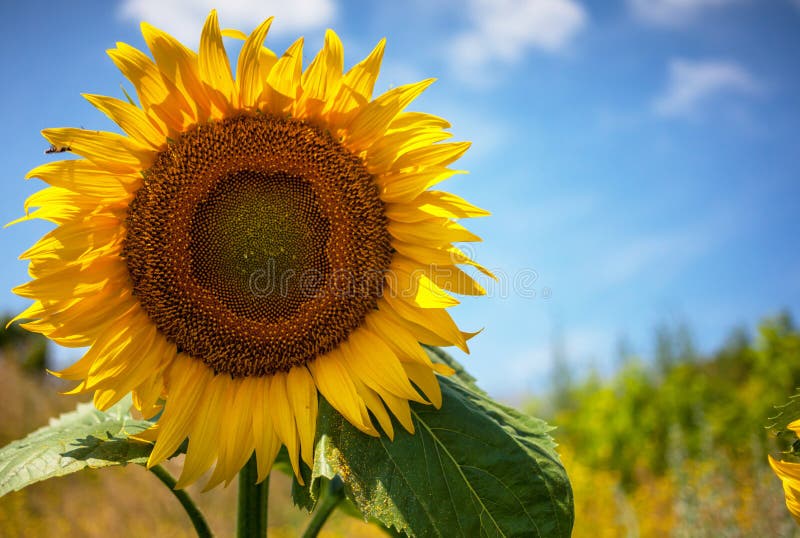 Sunflower stock image. Image of gardening, floral, nature - 266913801