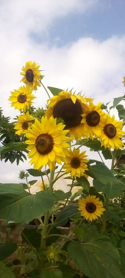 Sunflower Sunnex Beautiful Yellow Petals Stock Photo - Image of sunn ...