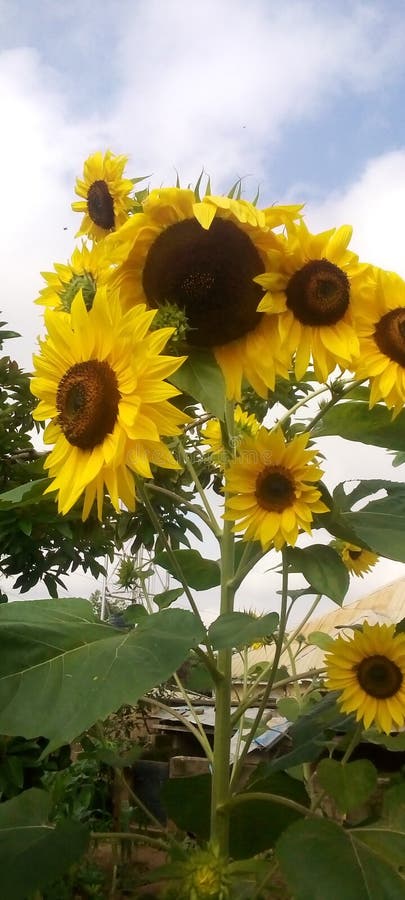 Sunflower Sunnex Beautiful Yellow Petals Stock Photo - Image of petals ...