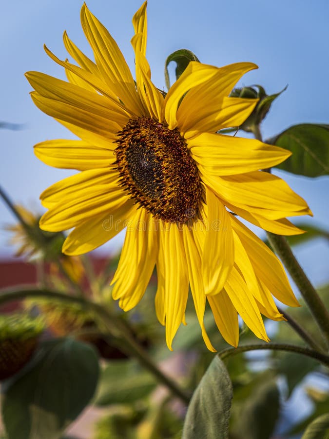 Sunflower in Sunny September Stock Image - Image of sunflower, herbst ...