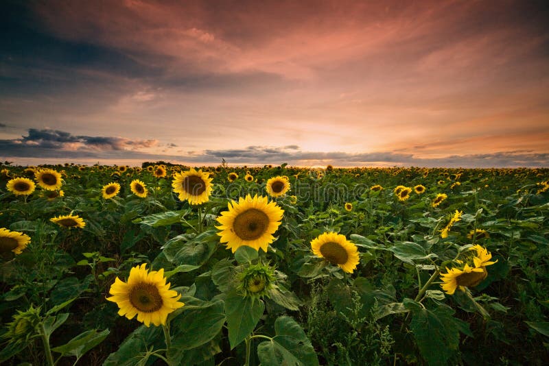 Sunflower sunset stock photo. Image of flower, group - 16774412