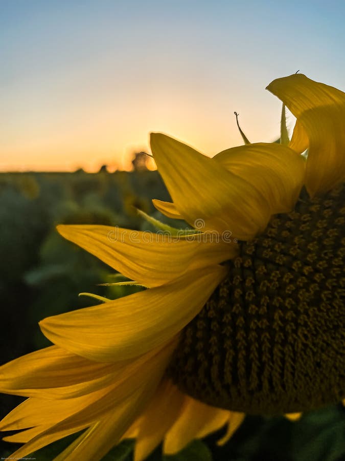 Sunflower and Sunset stock image. Image of scenery, grass - 191865075