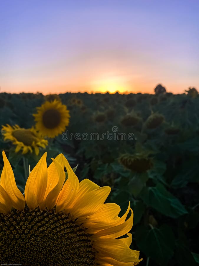 Sunflower and Sunset stock photo. Image of color, agricultur - 191865086