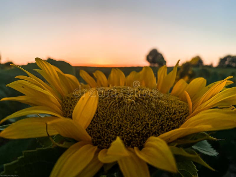 Sunflower and Sunset stock photo. Image of gold, flower - 191865092