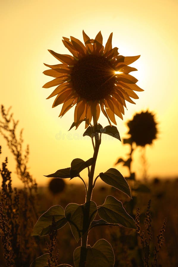 Sunflower at sunset stock image. Image of landscape, branch - 2997587