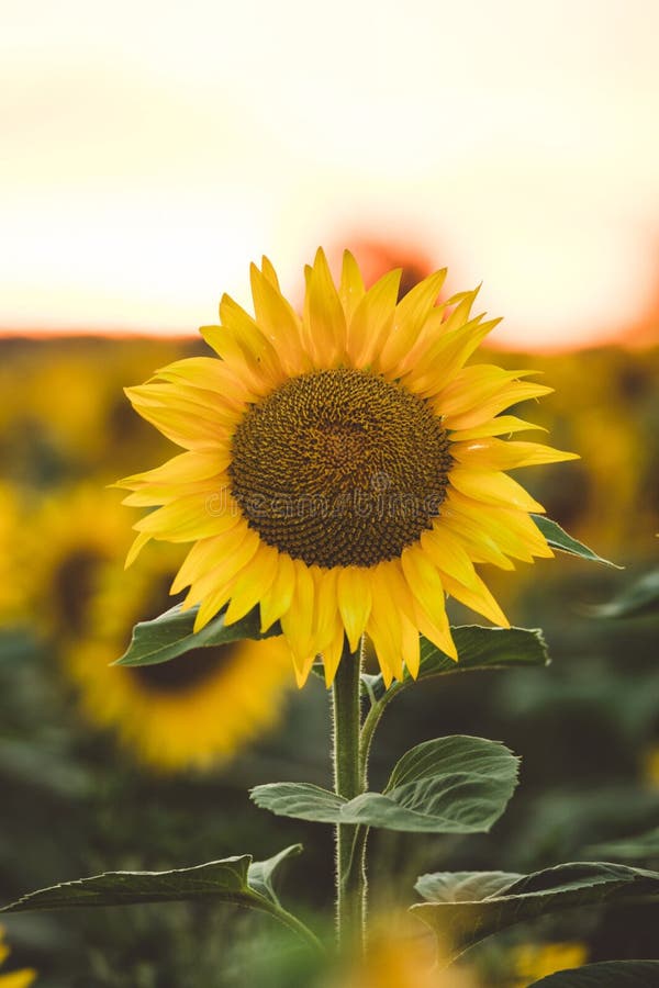 Sunflower in sunset stock photo. Image of yellow, flower - 376984898