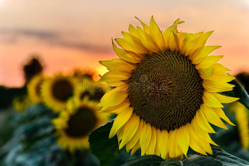 Sunflower at sunset stock photo. Image of leaf, head - 192433554