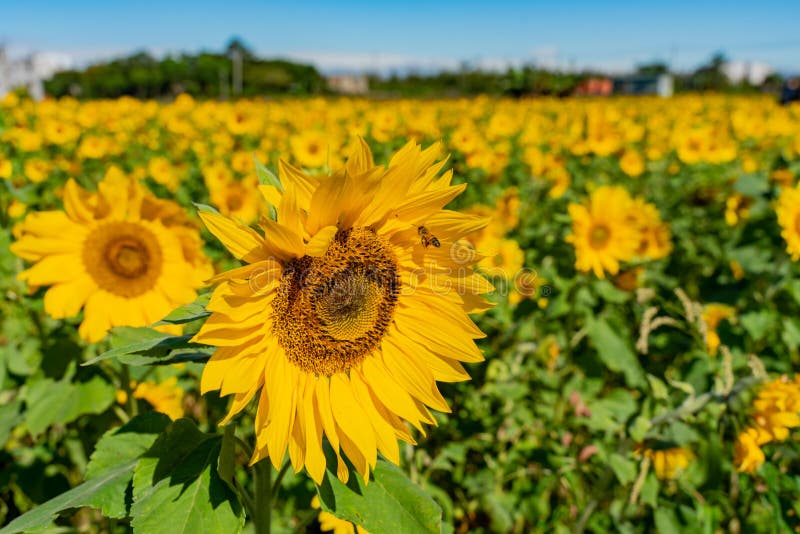 Sunflower Swinging Under High Wind Stock Image - Image of culture ...