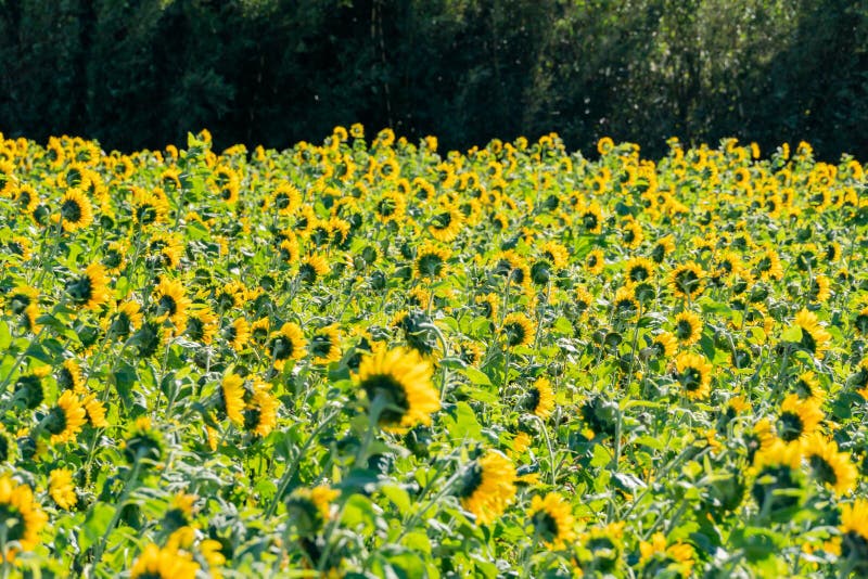 Sunflower Swinging Under High Wind Stock Image - Image of plant, macro ...