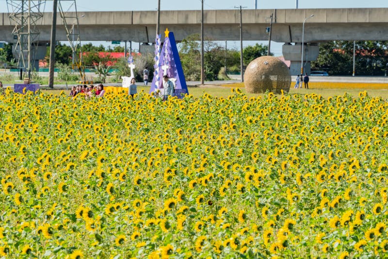 Sunflower Swinging Under High Wind Stock Image - Image of culture ...