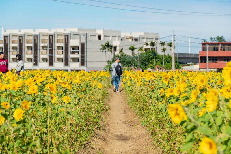 Sunflower Swinging Under High Wind Editorial Photo - Image of outdoor ...