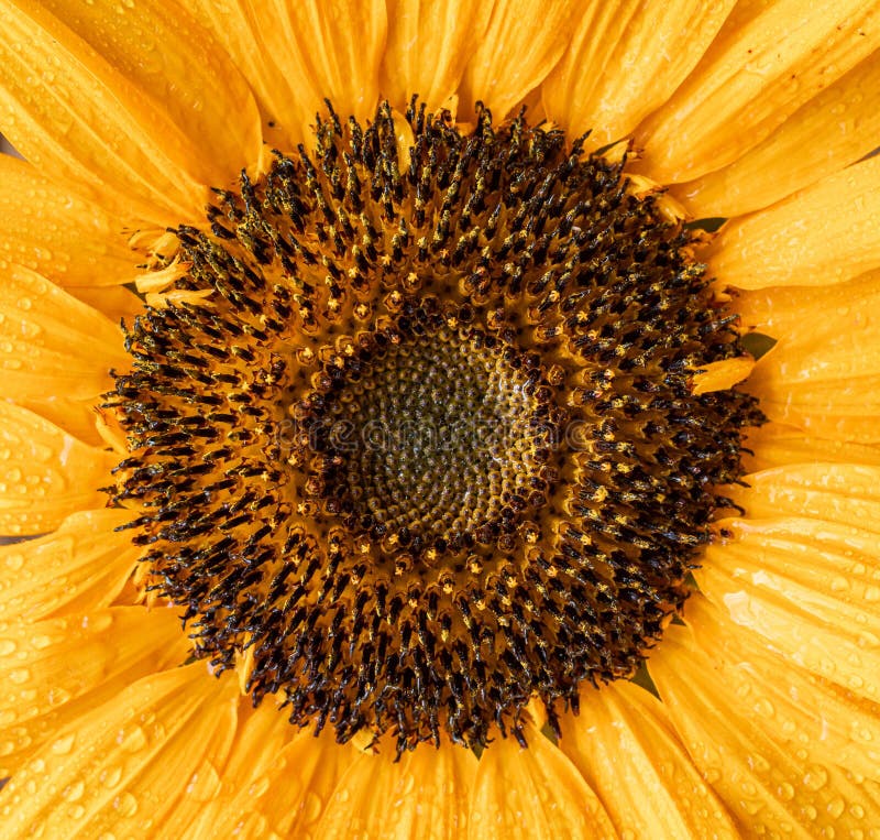 Sunflower Texture and Background. Macro View of Abstract Nature Texture ...