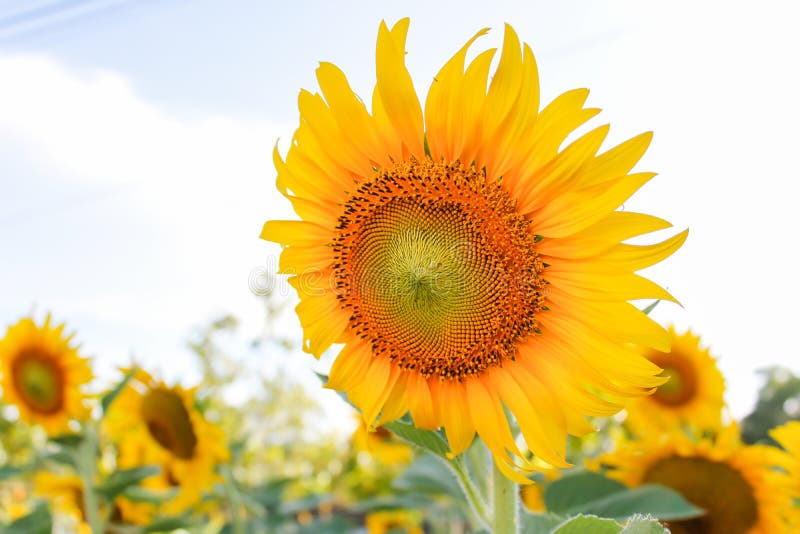 Sunflower Texture and Background. Stock Image - Image of head, closeup ...