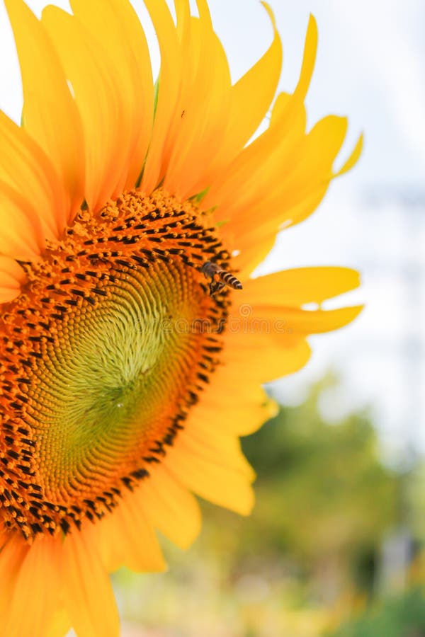 Sunflower Texture and Background. Stock Image - Image of orchid, flower ...