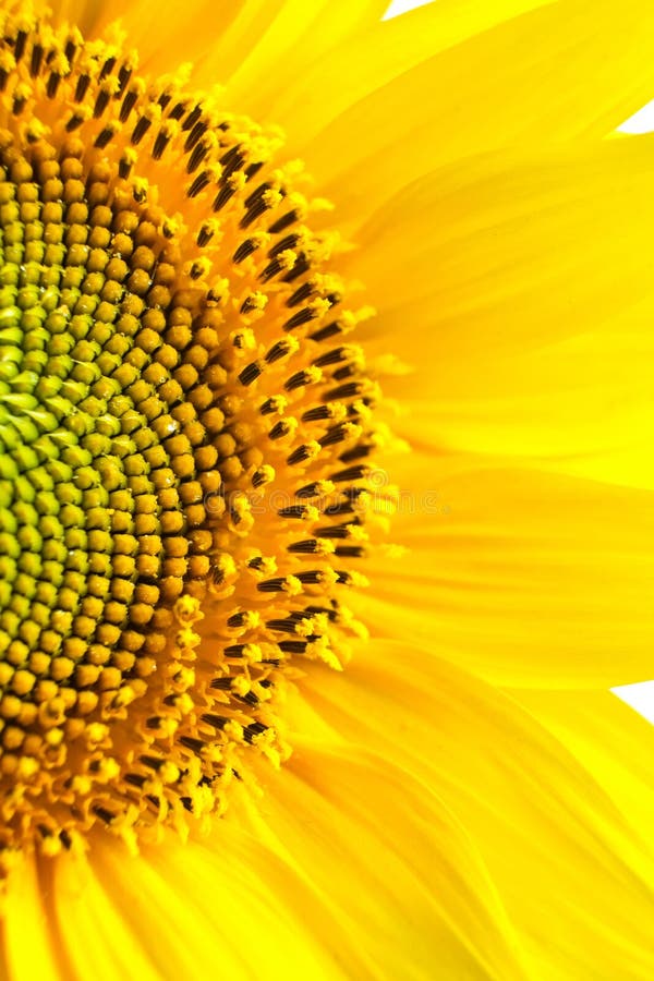 Sunflower texture stock photo. Image of blossom, details - 14110720