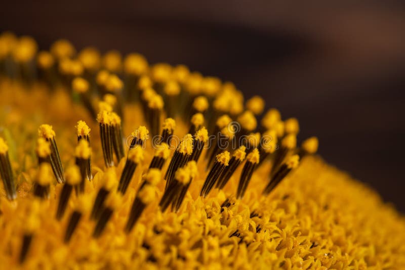 Sunflower Texture and Background. Texture of Sunflower Pollen Stock ...