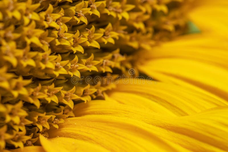 Sunflower Texture and Background. Texture of Sunflower Pollen Stock ...