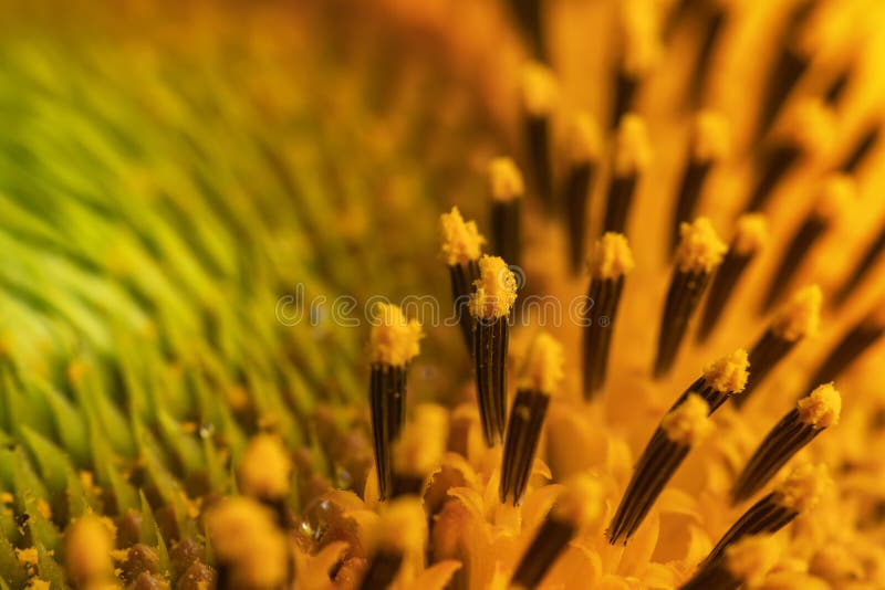 Sunflower Texture and Background. Texture of Sunflower Pollen Stock ...