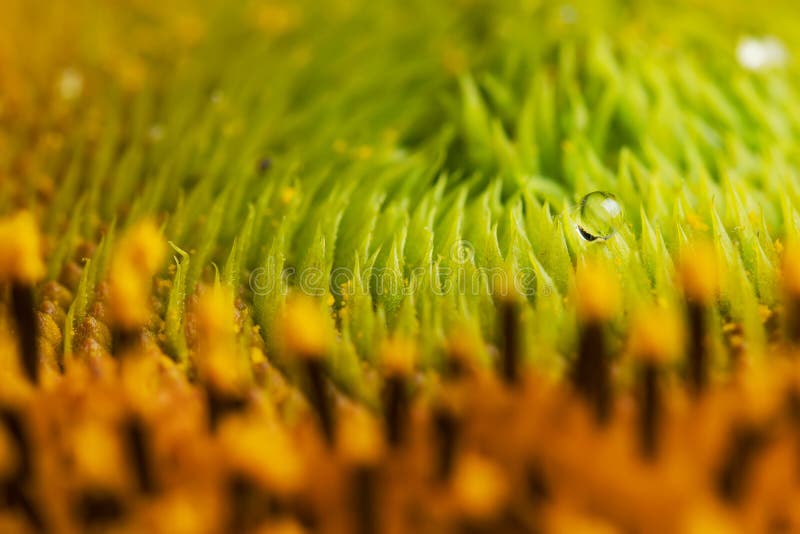 Sunflower Texture and Background. Texture of Sunflower Pollen Stock ...